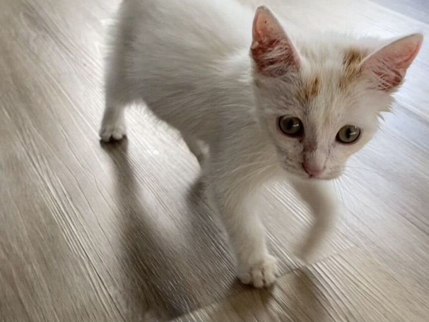 Котянок в добрые руки бесплатно