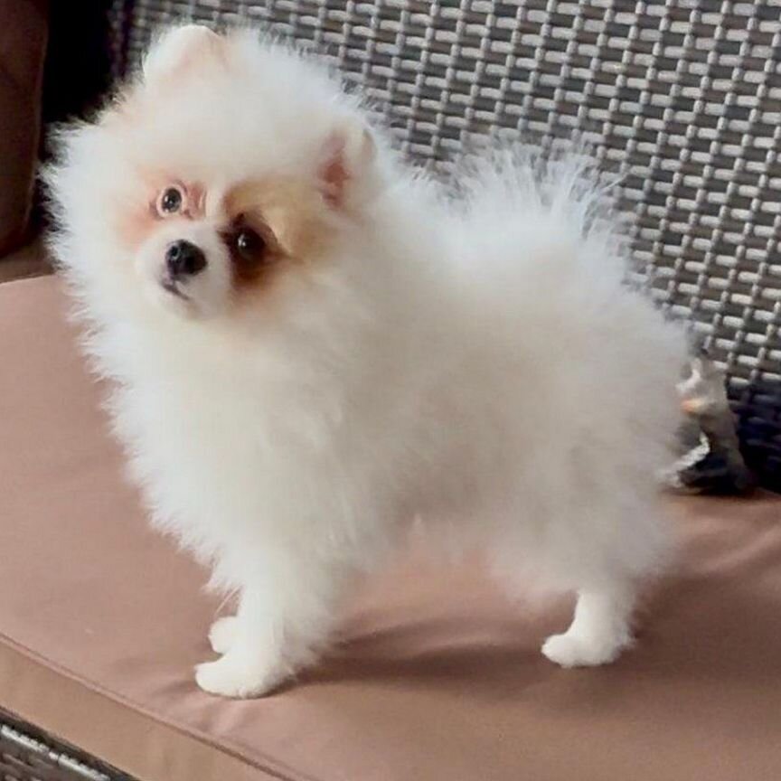 Померанский шпиц, щенок