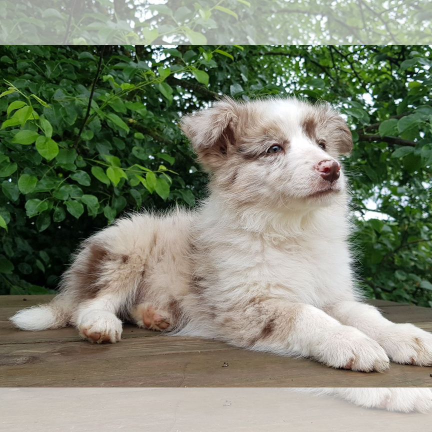 Бордер-колли, щенок