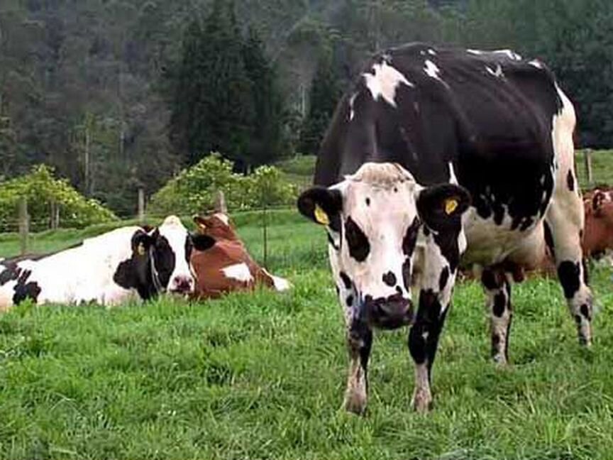 Электропастух