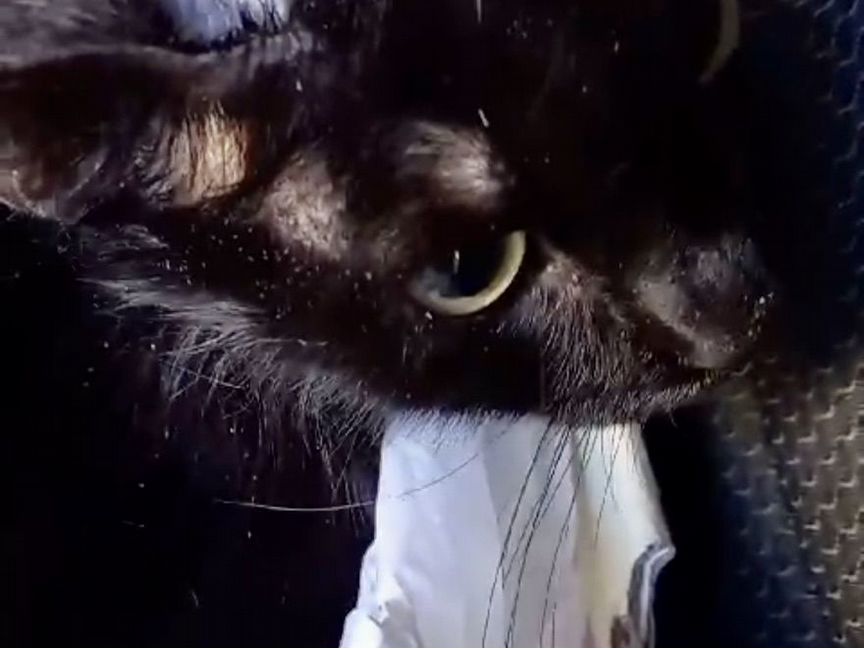 Найден обмороженный котик