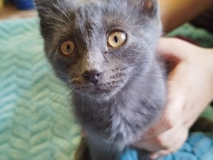 Кот Мишка