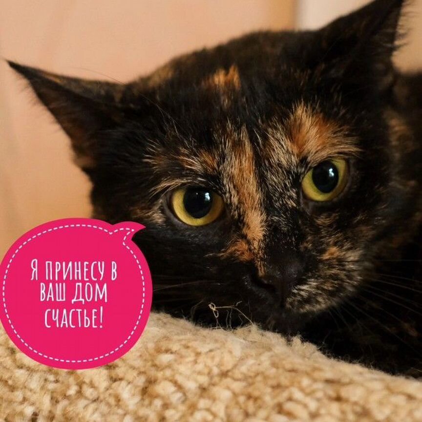 Кошечка Марта ищет дом