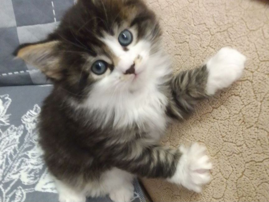 Котята майн-кун