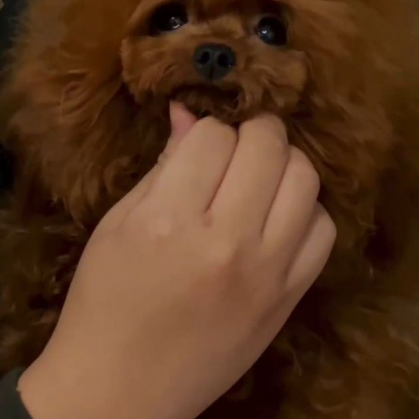 Девочка тедди тикап пудель Китай