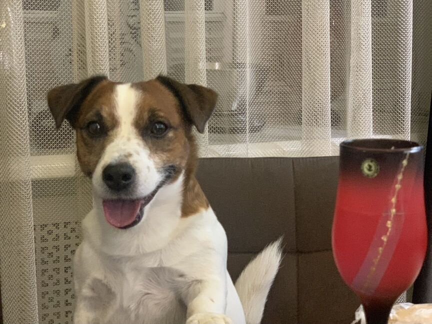 Кобели для вязки, а также их щенки в продаже