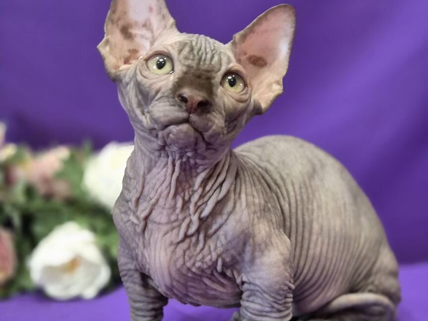 Канадский сфинкс, бамбино