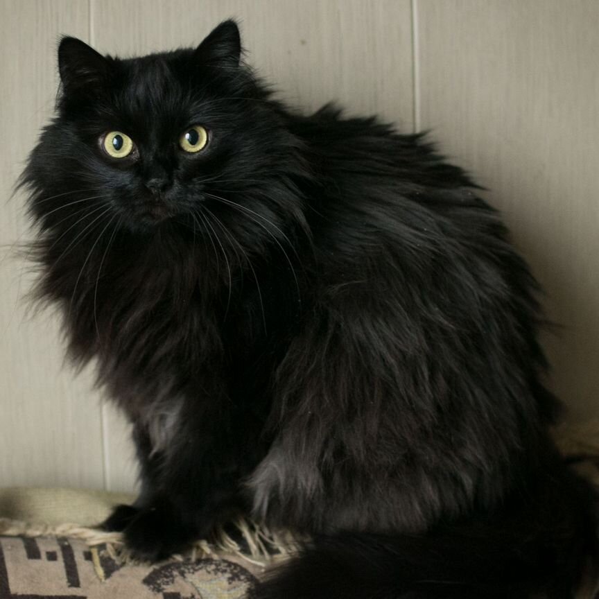 Шикарная чёрная кошка