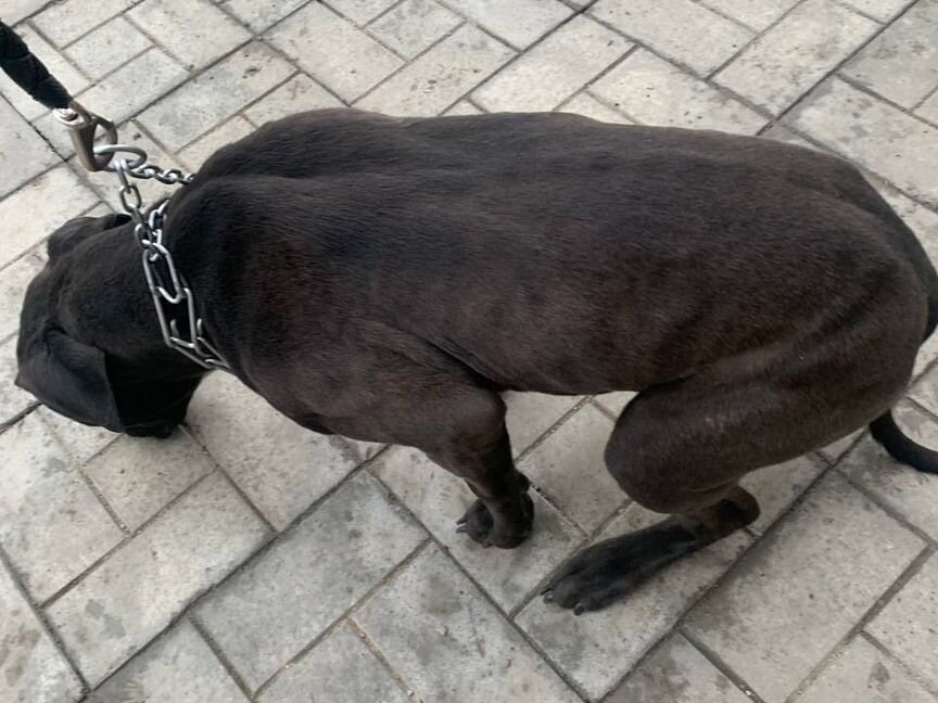 Одам собаку прода питбуль