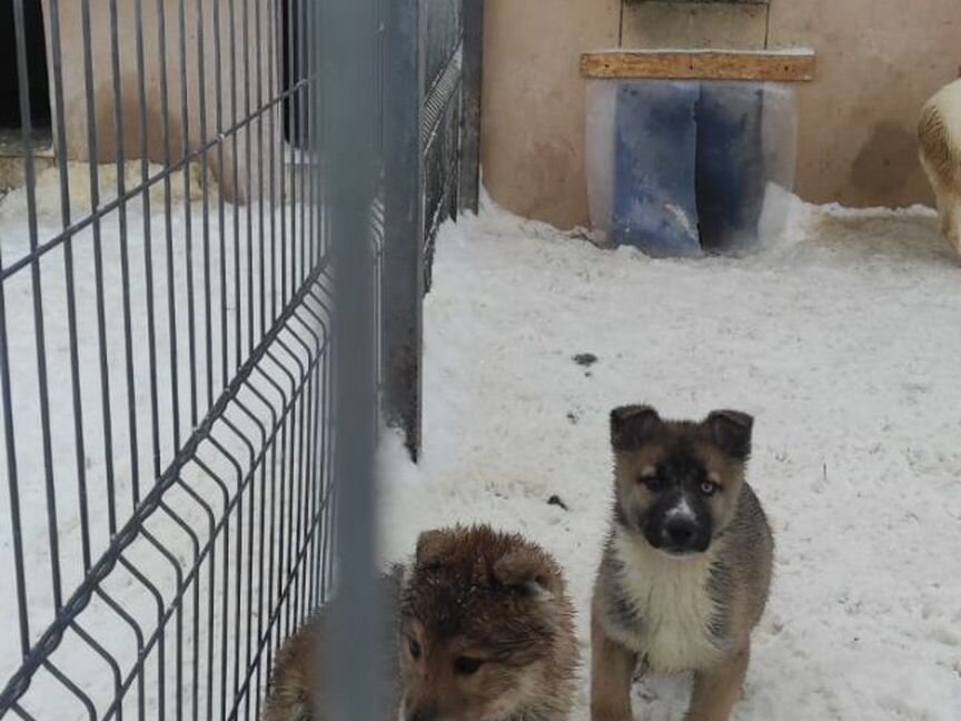 Возьми друга из приюта