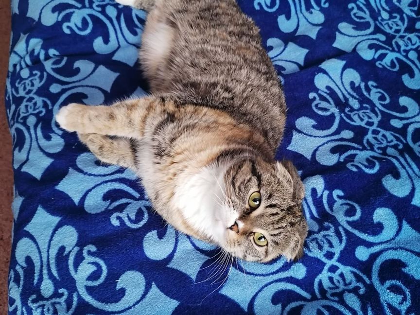 Кошка