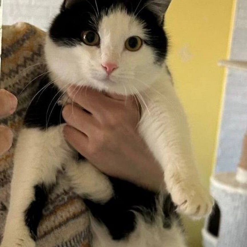 Коты в добрые руки