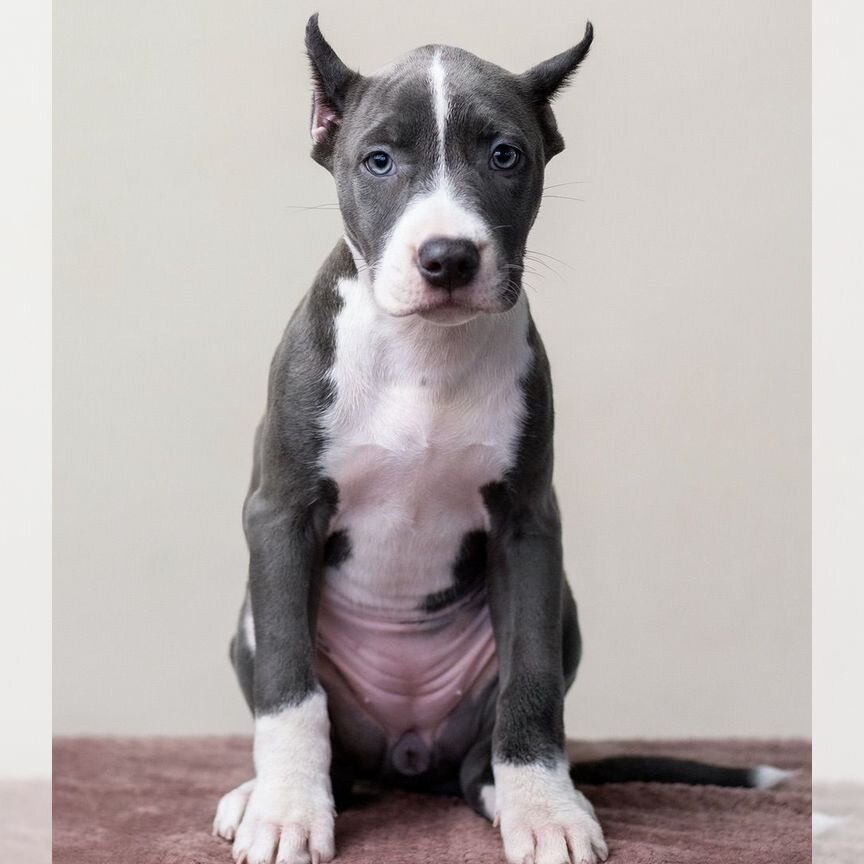 Прайтер, щенок