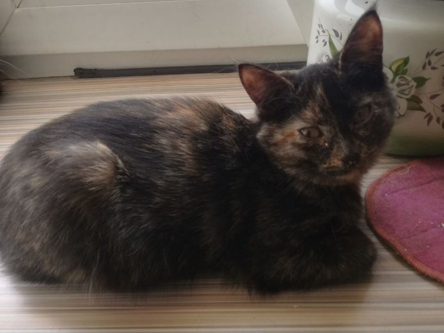 Кошка в дар бесплатно