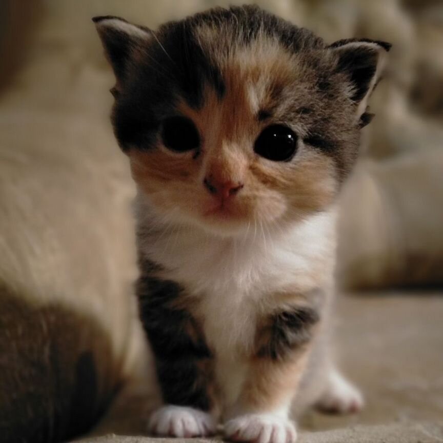 Котята мейн-кун (папа)