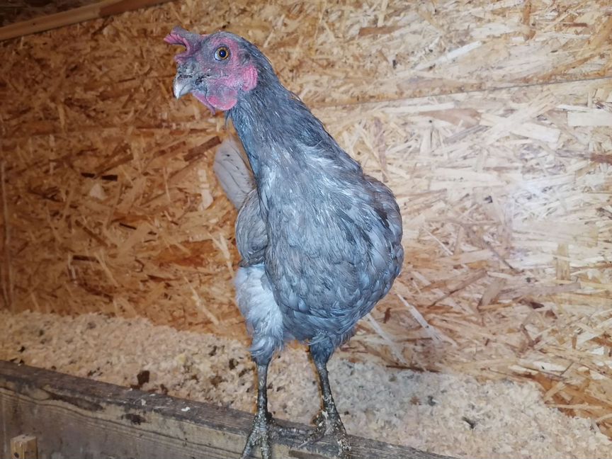 Куры доминант 1,5 года