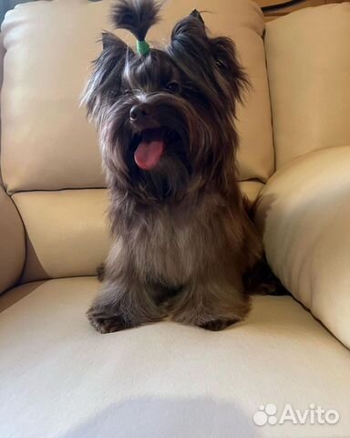 Шикаоный мальчик шоко мерле