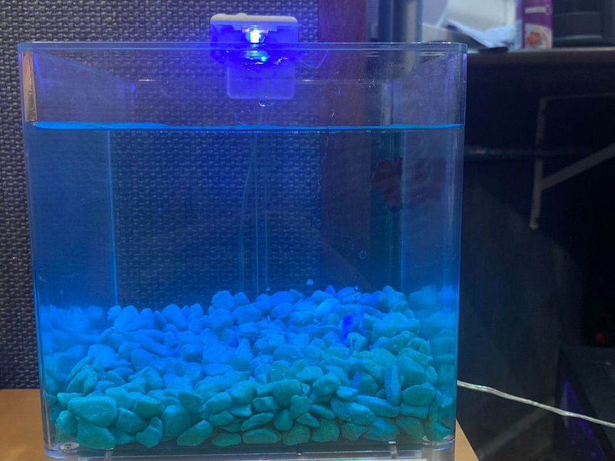 Аквариум с рыбкой петушком