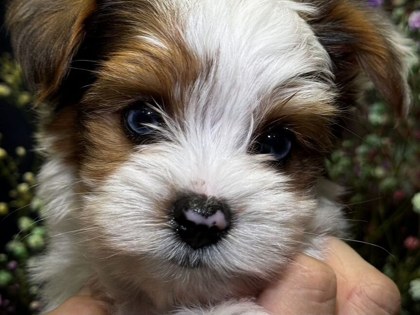 Щенок Бивер Йорк