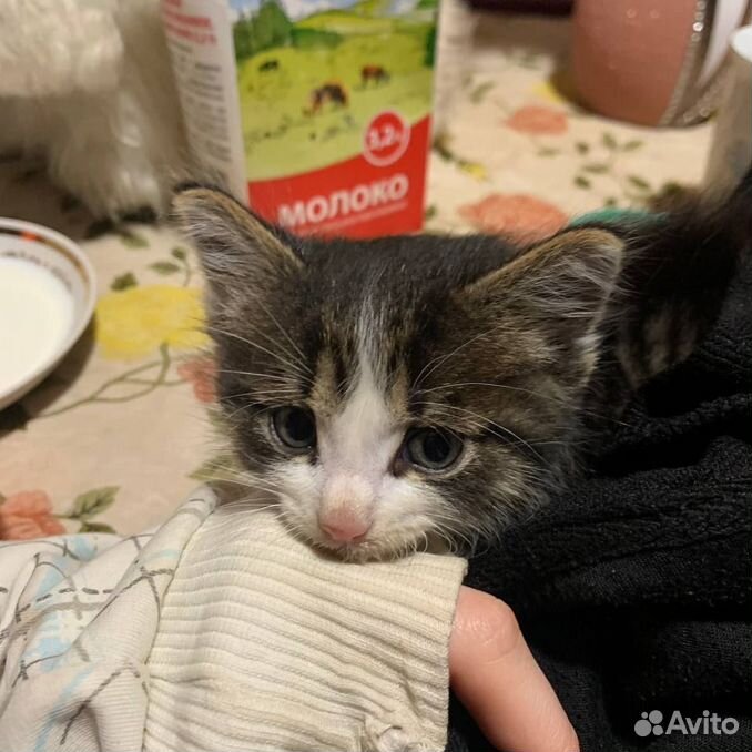 Отдаю в добрые руки котëнка