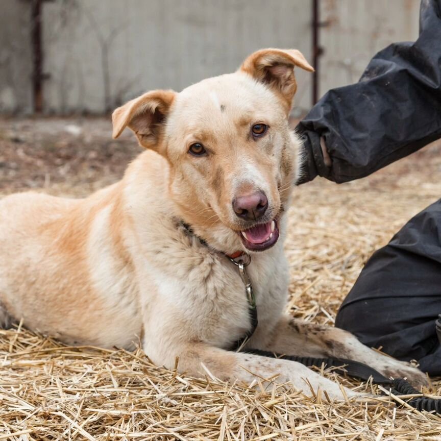 Собака в добрые руки