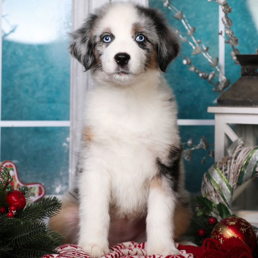 Миниатюрная американская овчарка, щенок