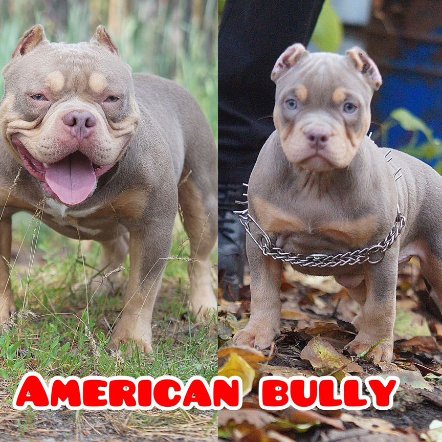 Американский булли/питомник