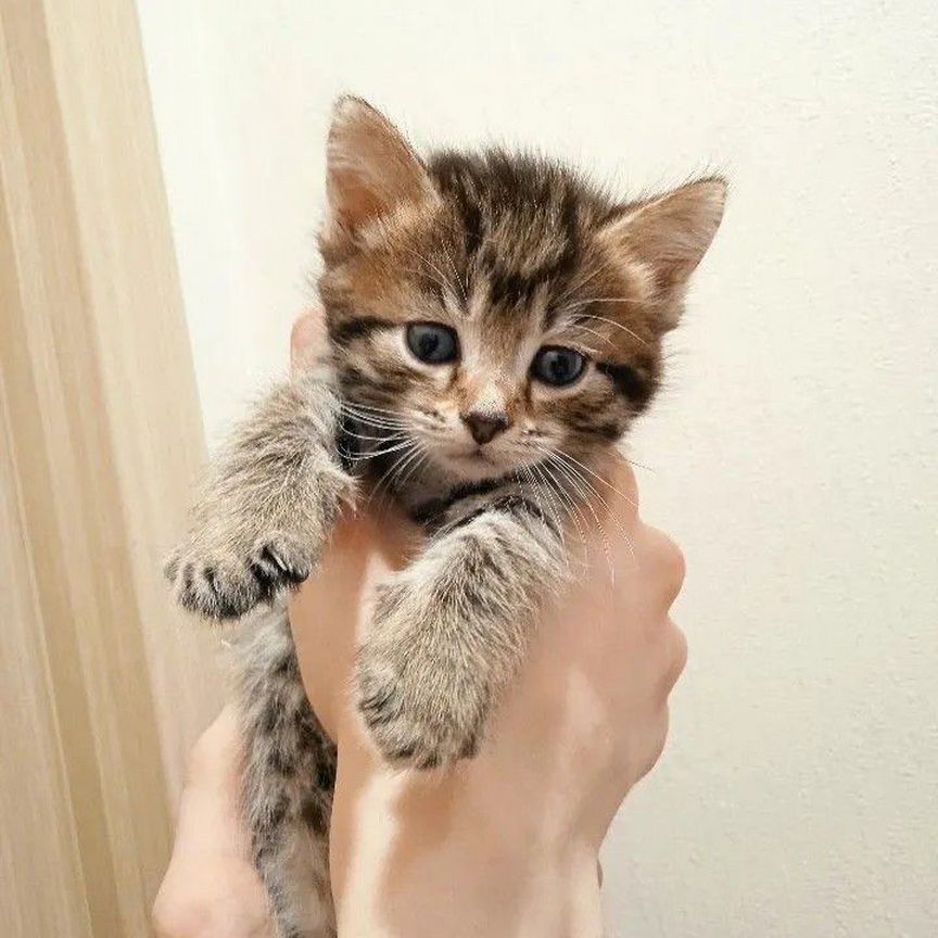 Продам кошечку британская