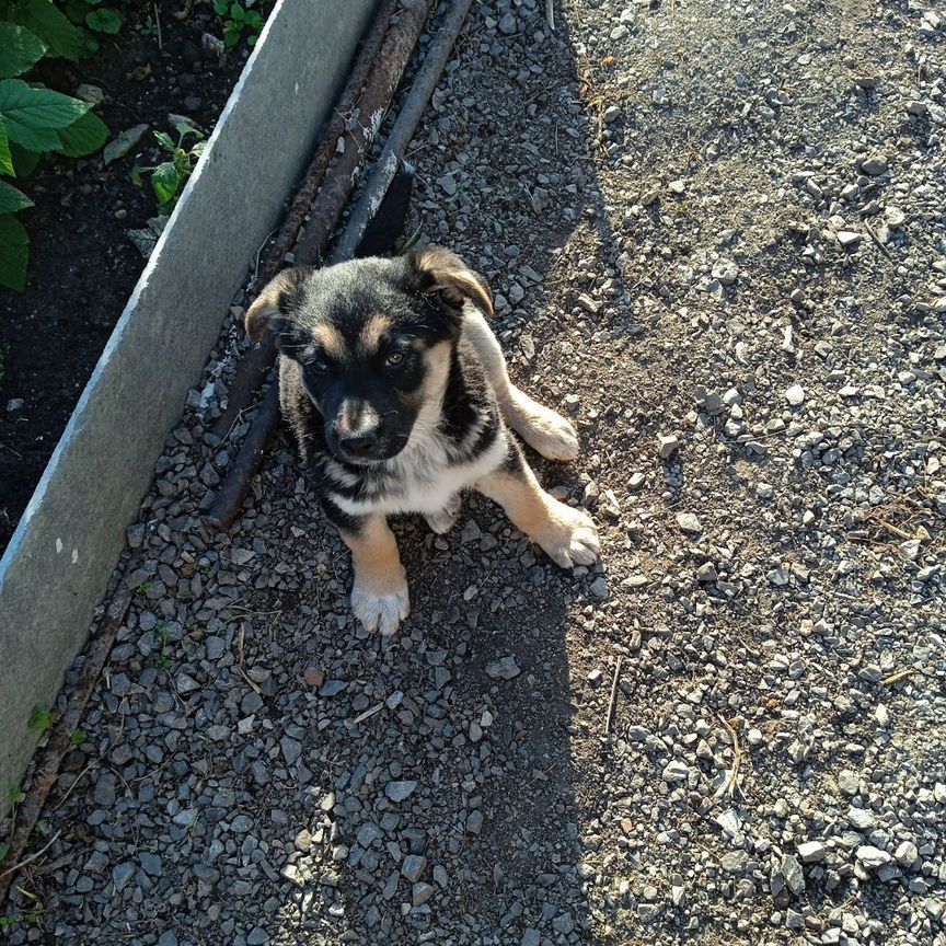 Щенок в добрые руки бесплатно