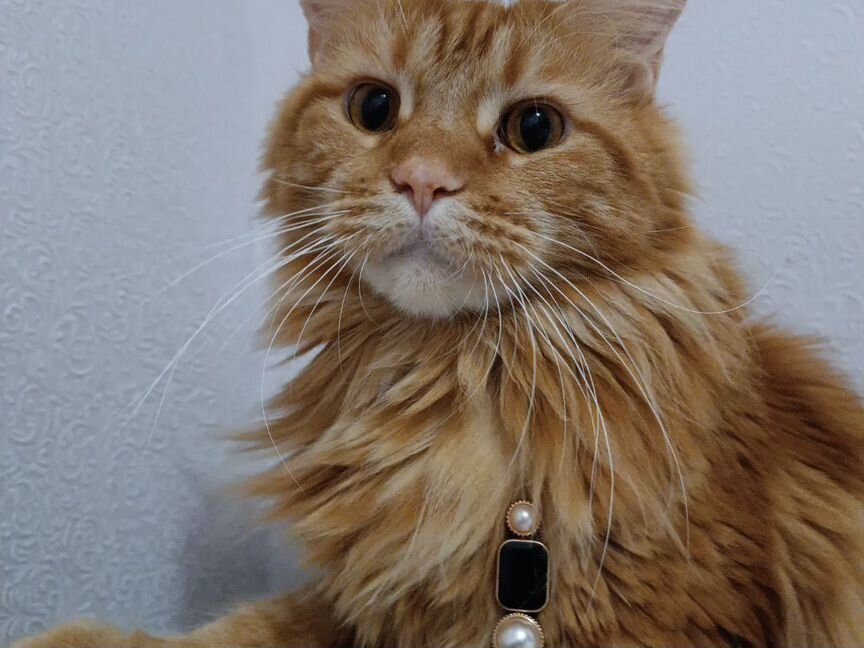 Кошки мейн-кун