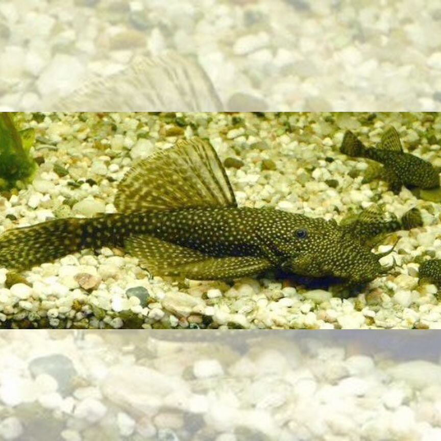 Сомик прилипала