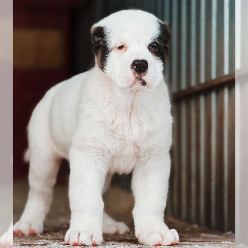 Среднеазиатская овчарка, щенок