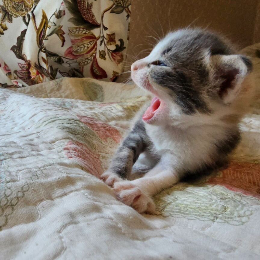 Котёнок