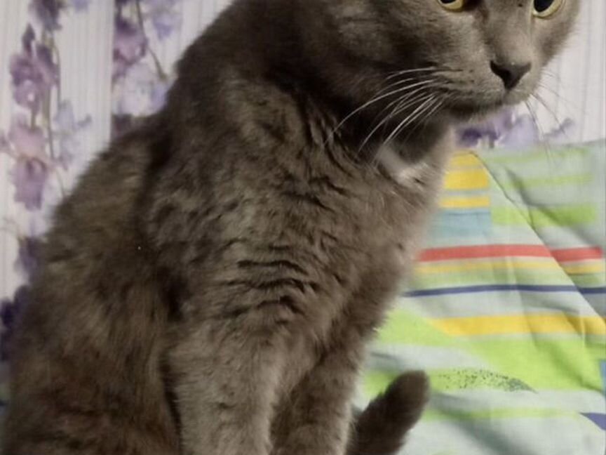 Котик в добрые руки