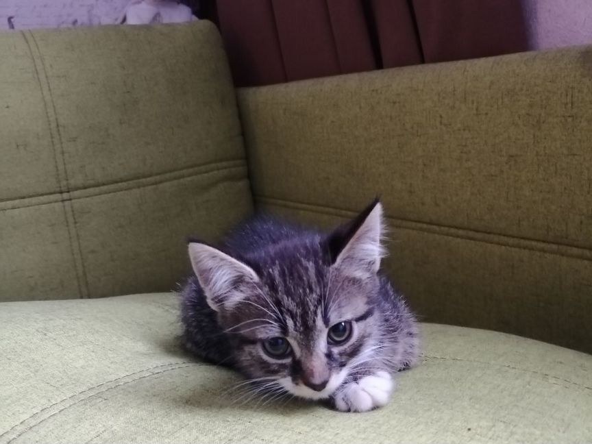 Кошка в дар бесплатно