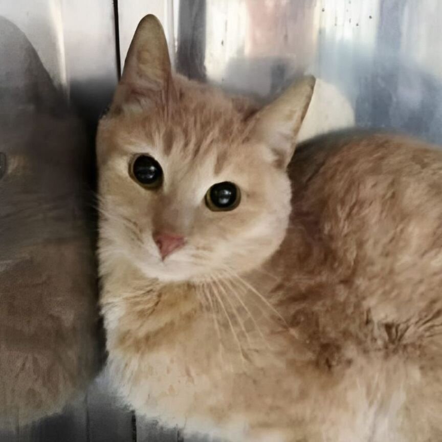 Рыжий котик в дар