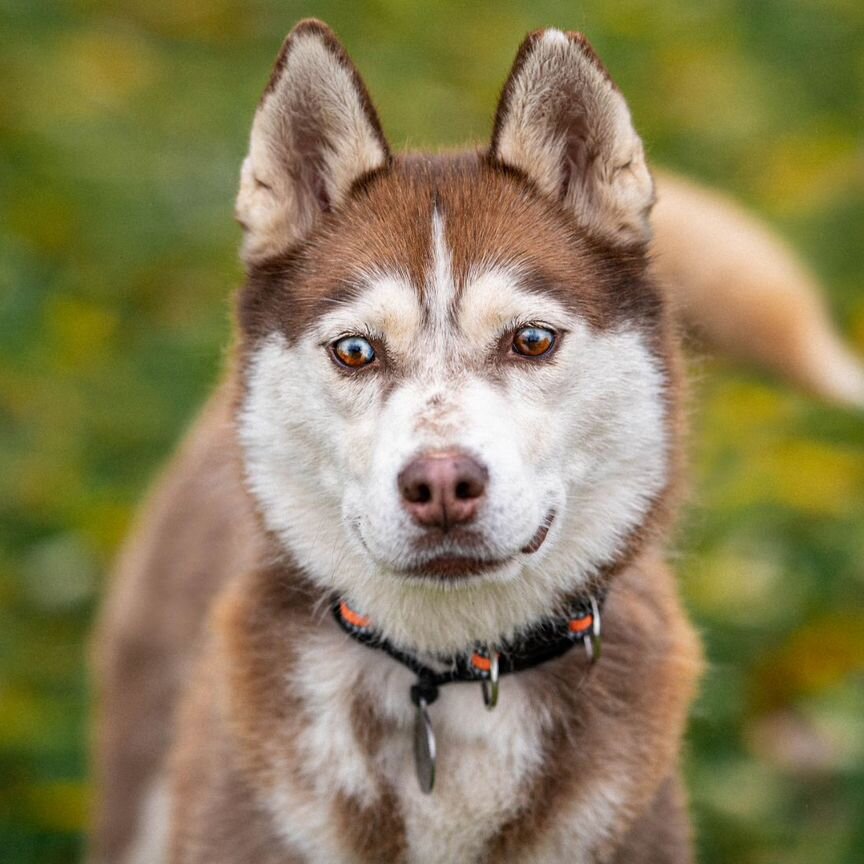 Сибирский хаски, взрослая собака