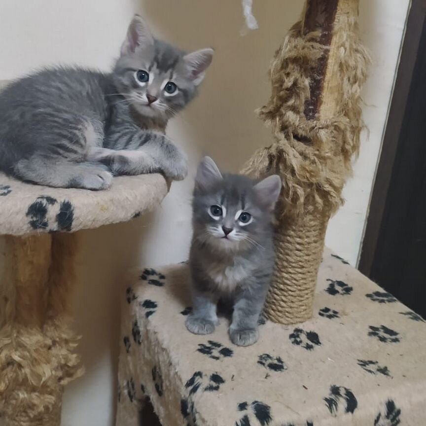 Отдам котят в добрые руки бесплатно