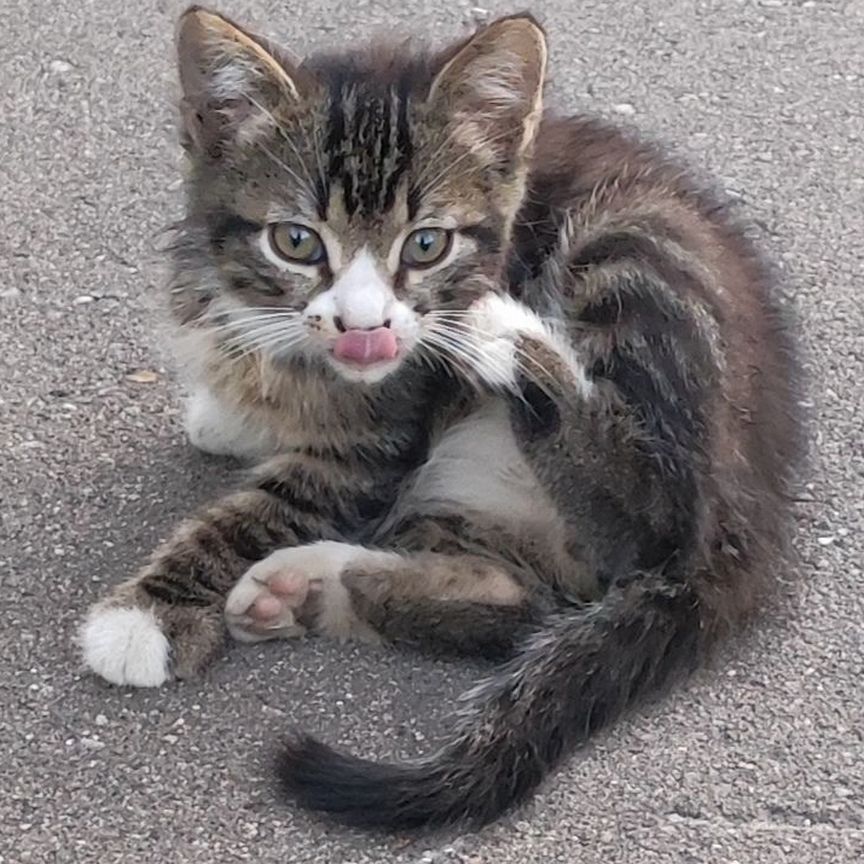 Маленький котенок с мамой на улице