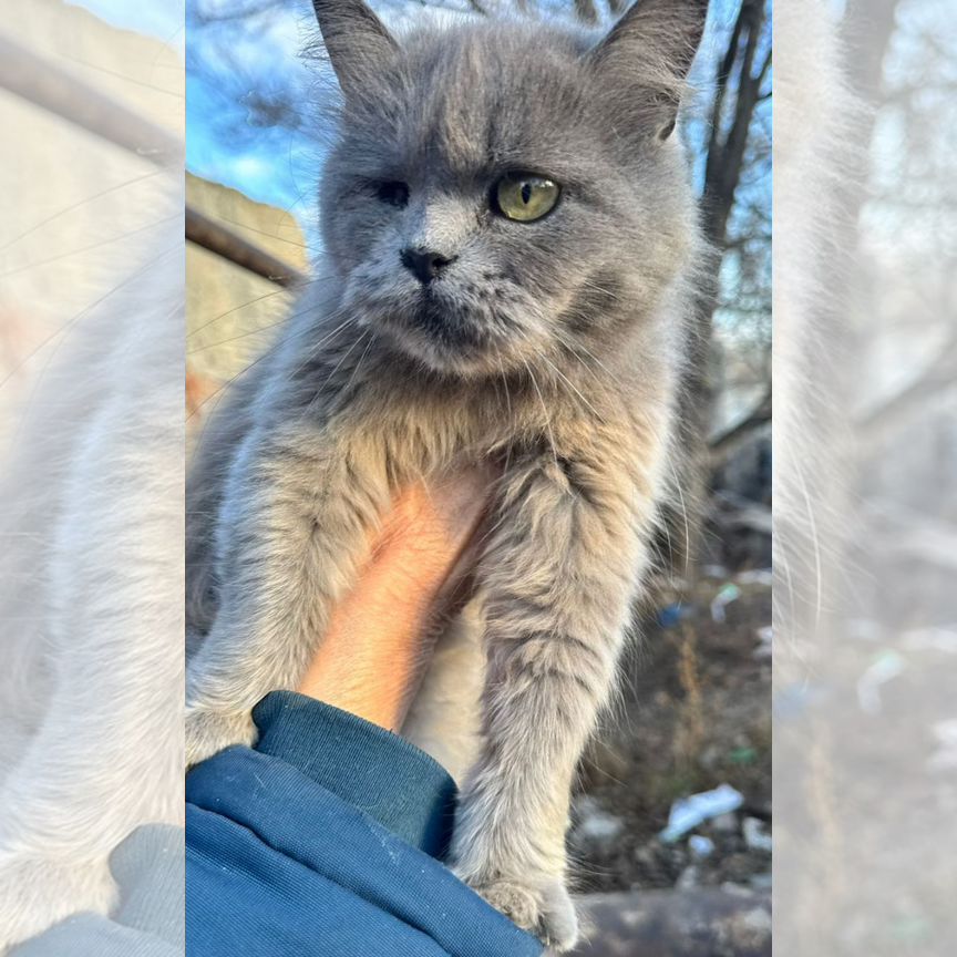 Котёнок в добрые руки