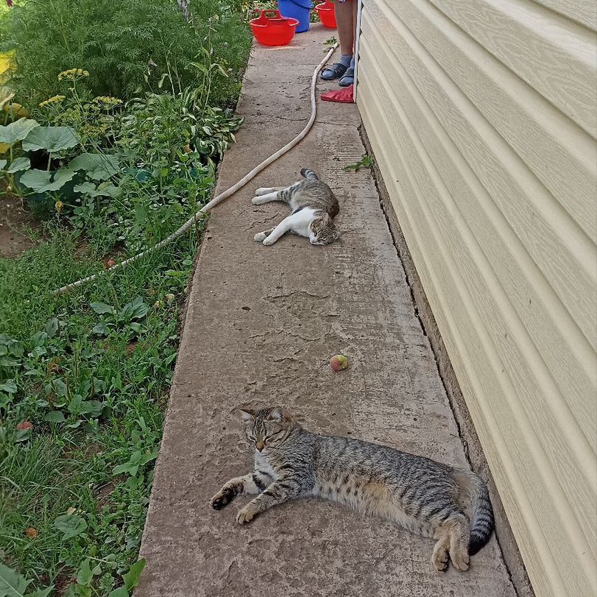 Барсики, годовалые, мышеловы хорошие