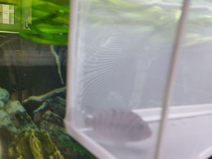 Аквариумная рыбка, отдам бесплатно