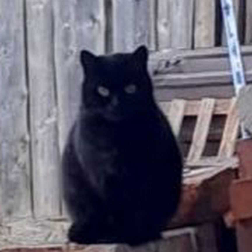 Взрослый кот в добрые руки