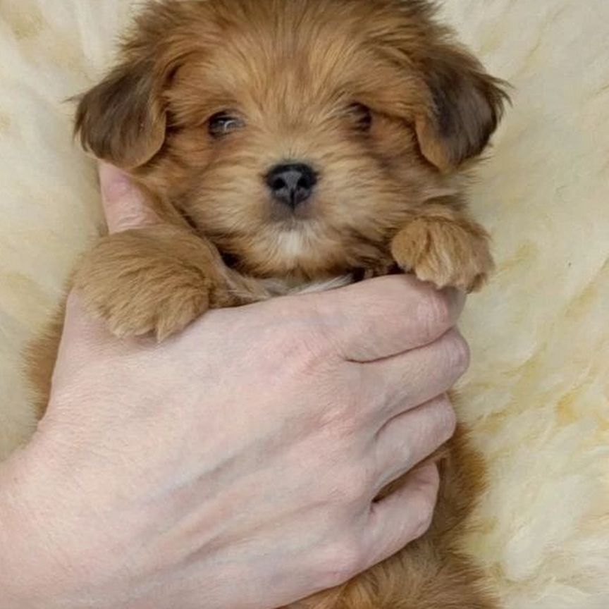 Мальтипу, щенок