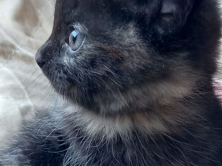 Милые карапузы ищут дом