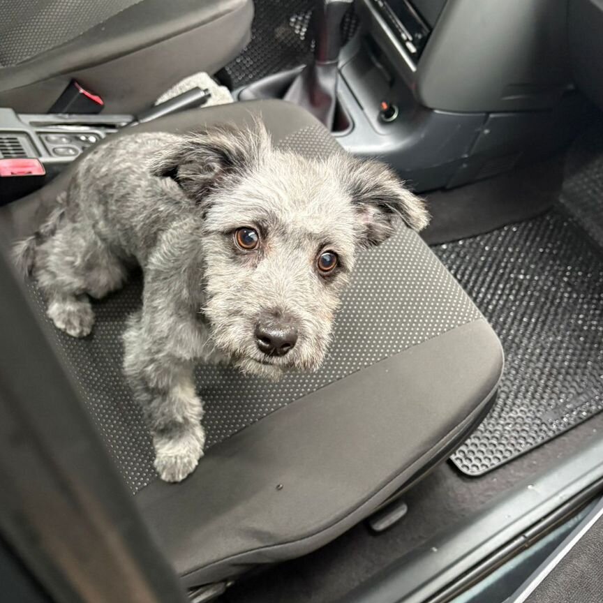 Той-пудель, щенок