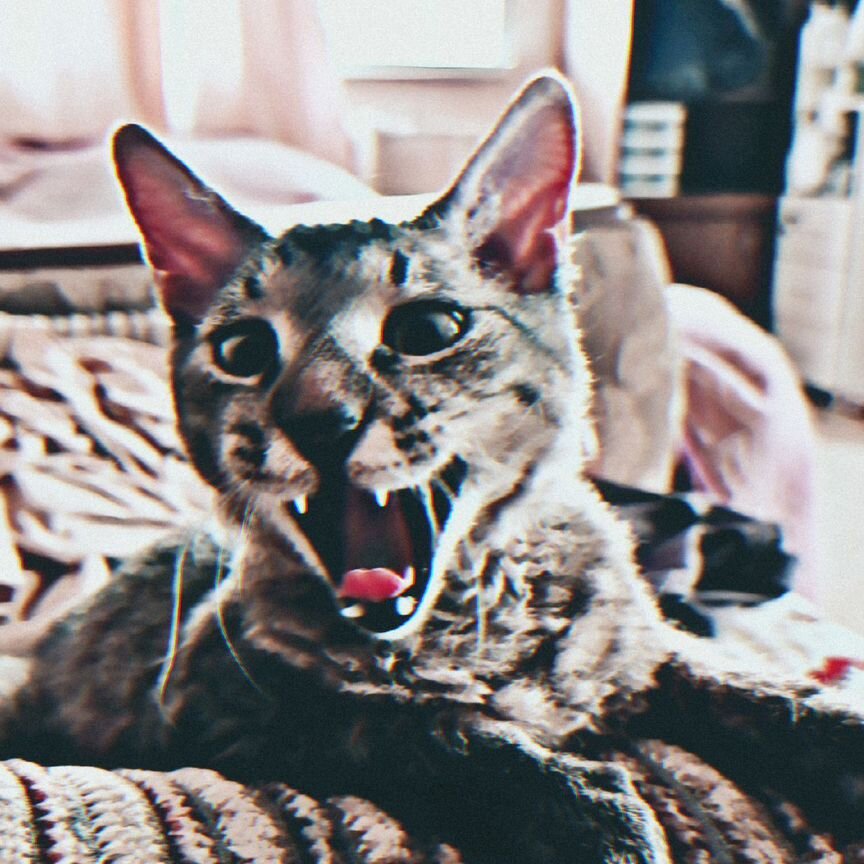 Кот Муся
