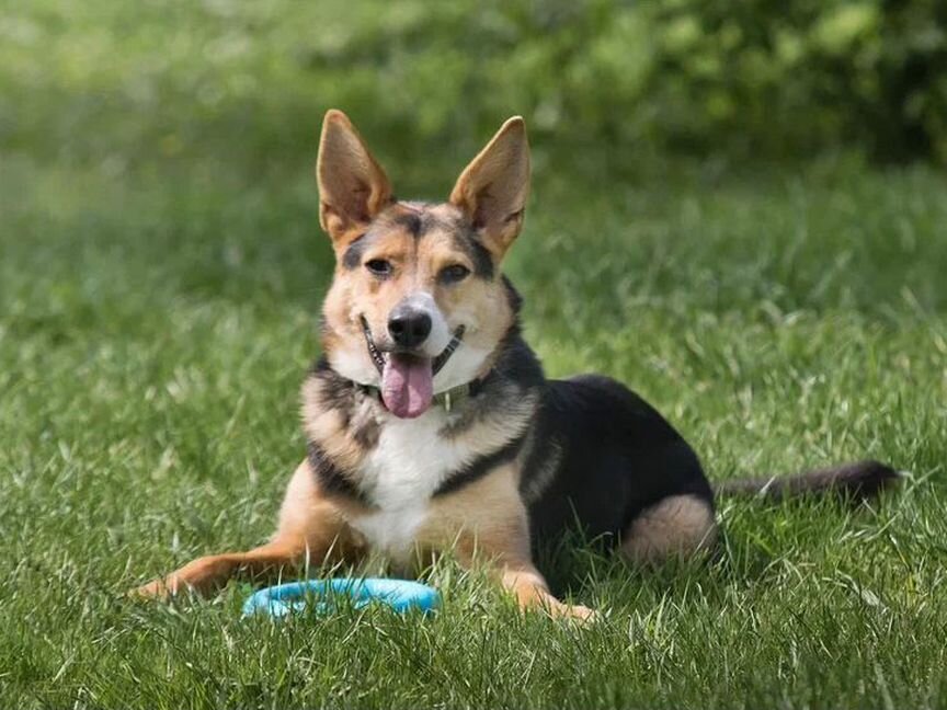 Собака в добрые руки