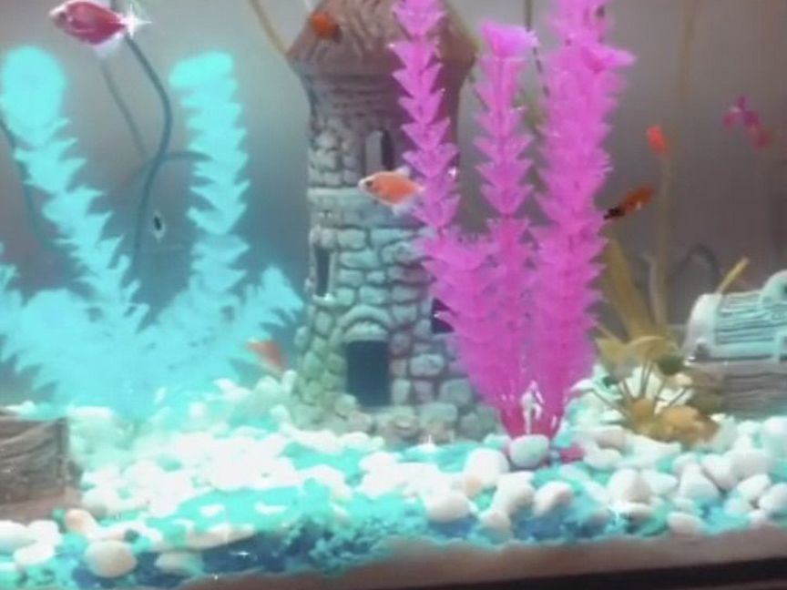 Аквариум для рыб