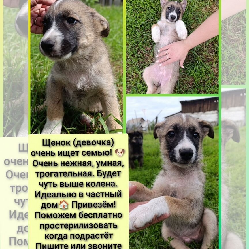 Очень красивая щенок (девочка) в поисках семьи
